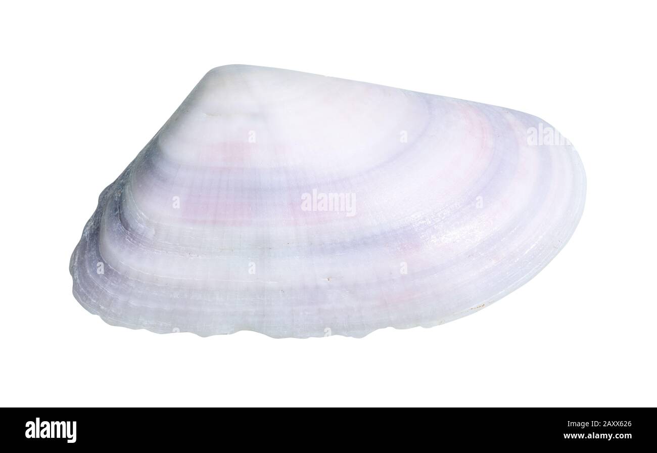 single dried blue shell of clam cutout on white background Stock Photo ...