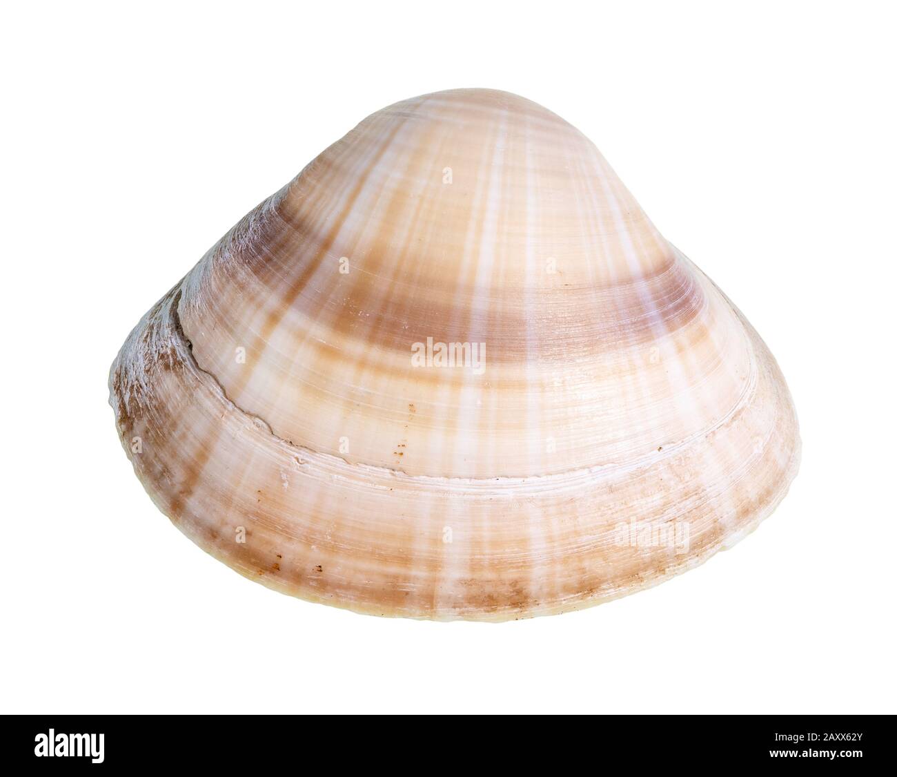 dried banded brown shell of clam cutout on white background Stock Photo ...