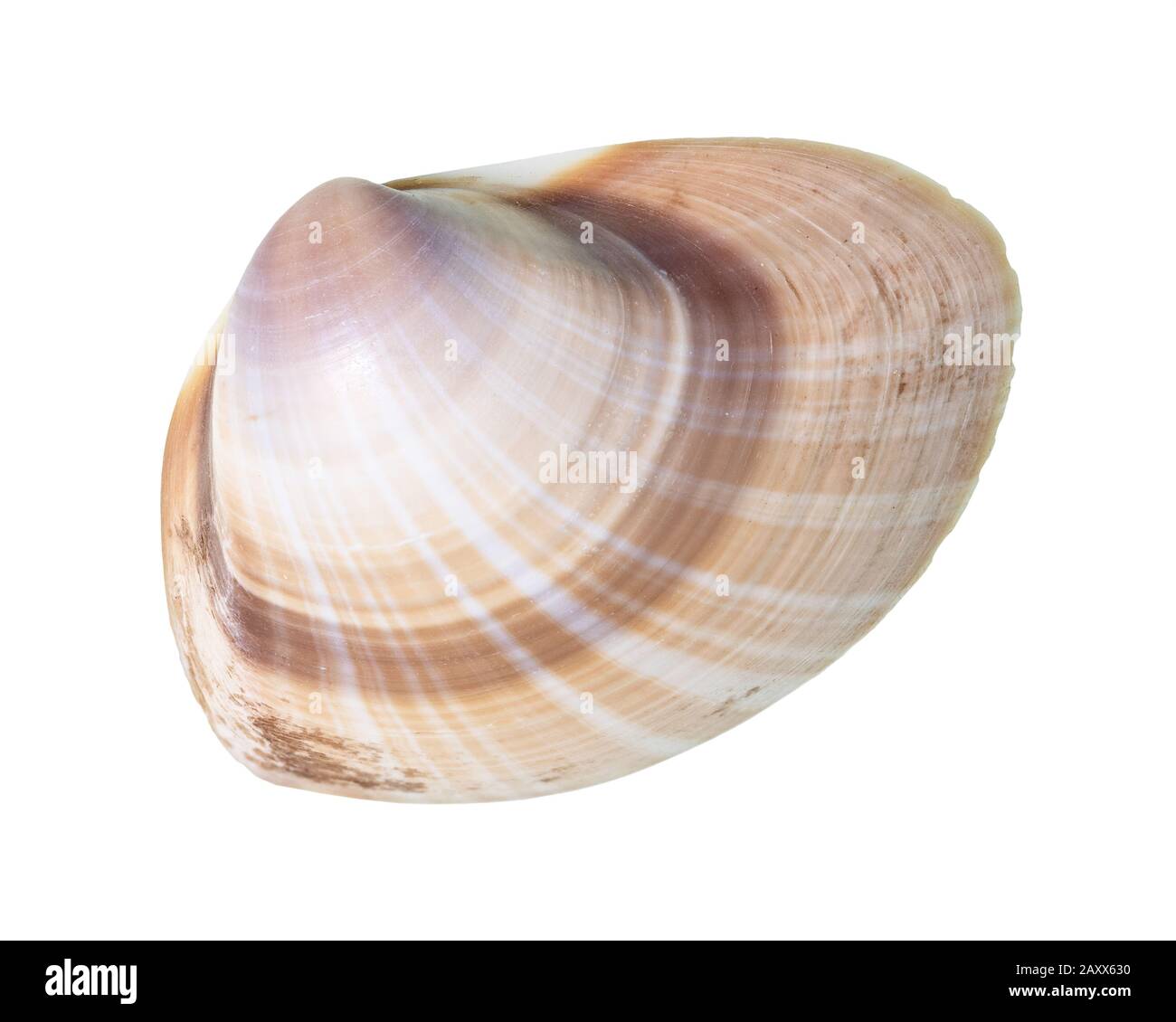 dried striped shell of clam cutout on white background Stock Photo - Alamy