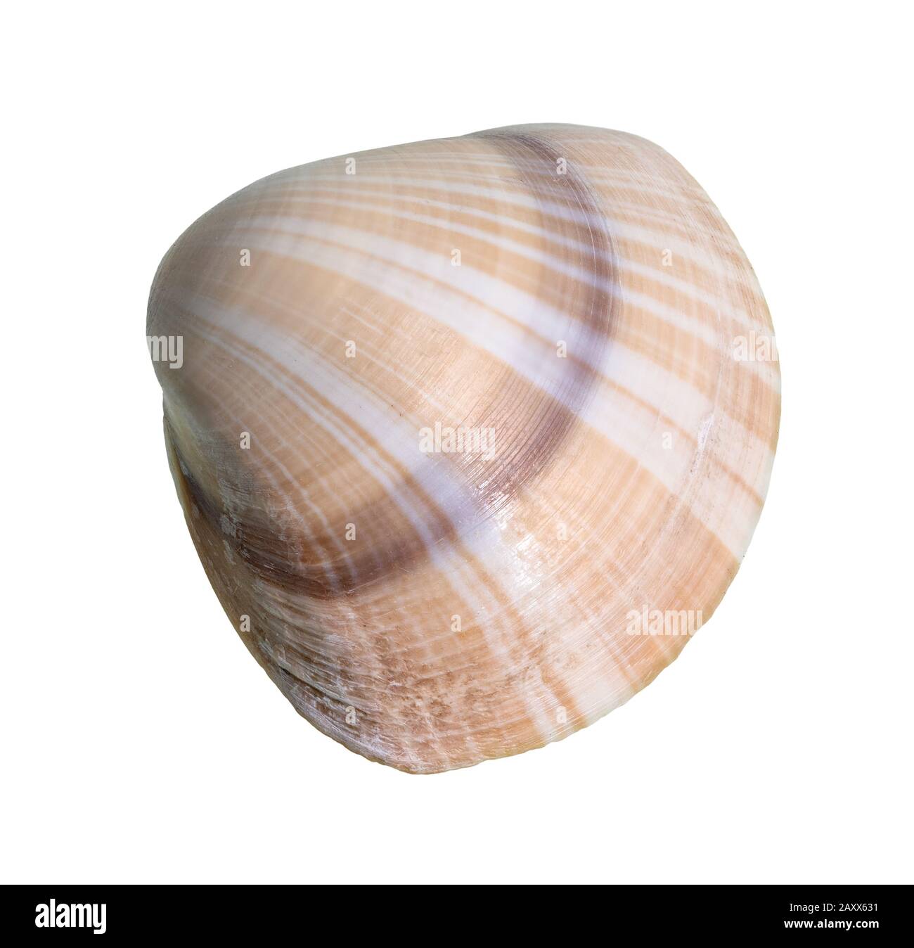 dried striped brown shell of clam cutout on white background Stock ...
