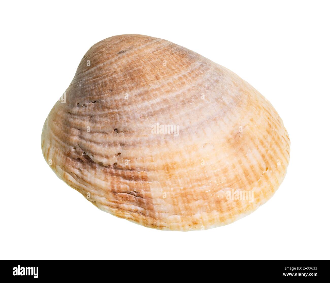 dried yellow seashell of clam cutout on white background Stock Photo ...