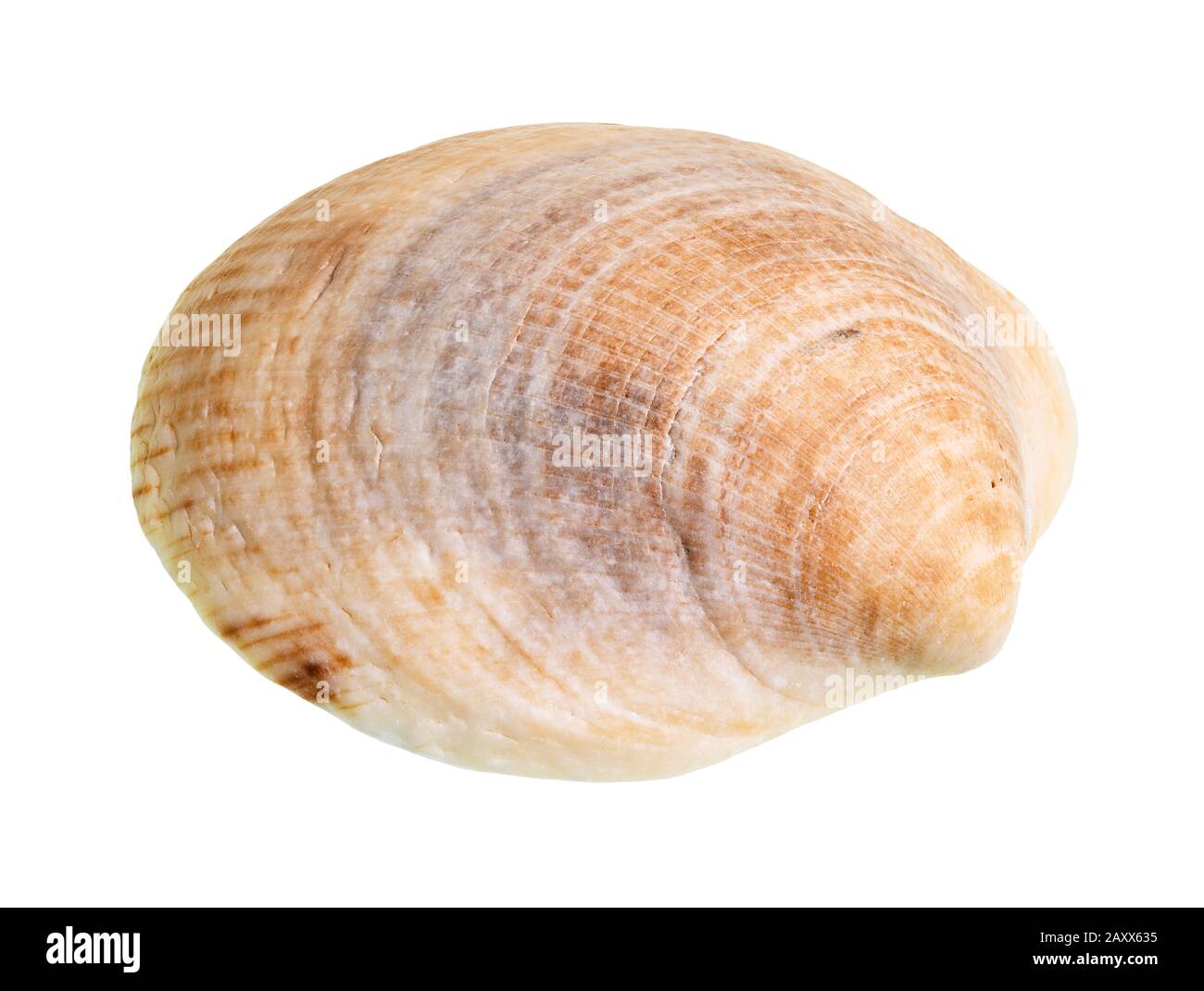 dried yellow brown seashell of clam cutout on white background Stock ...