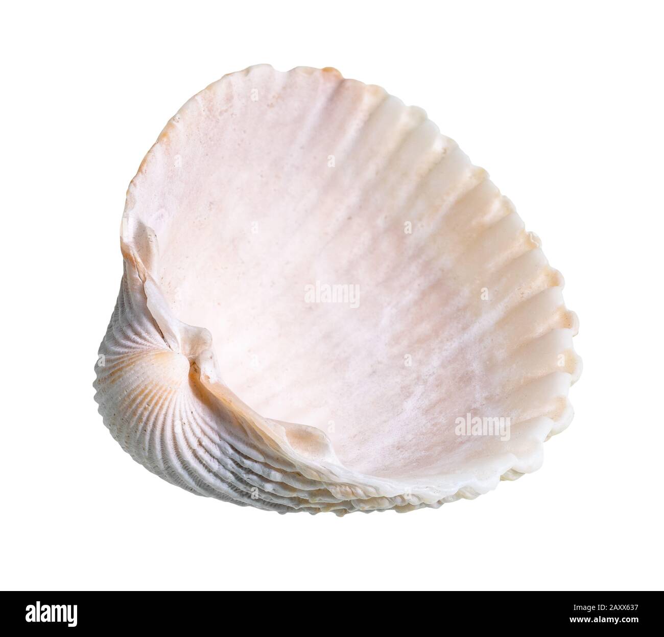 dried empty pink shell of cockle cutout on white background Stock Photo ...