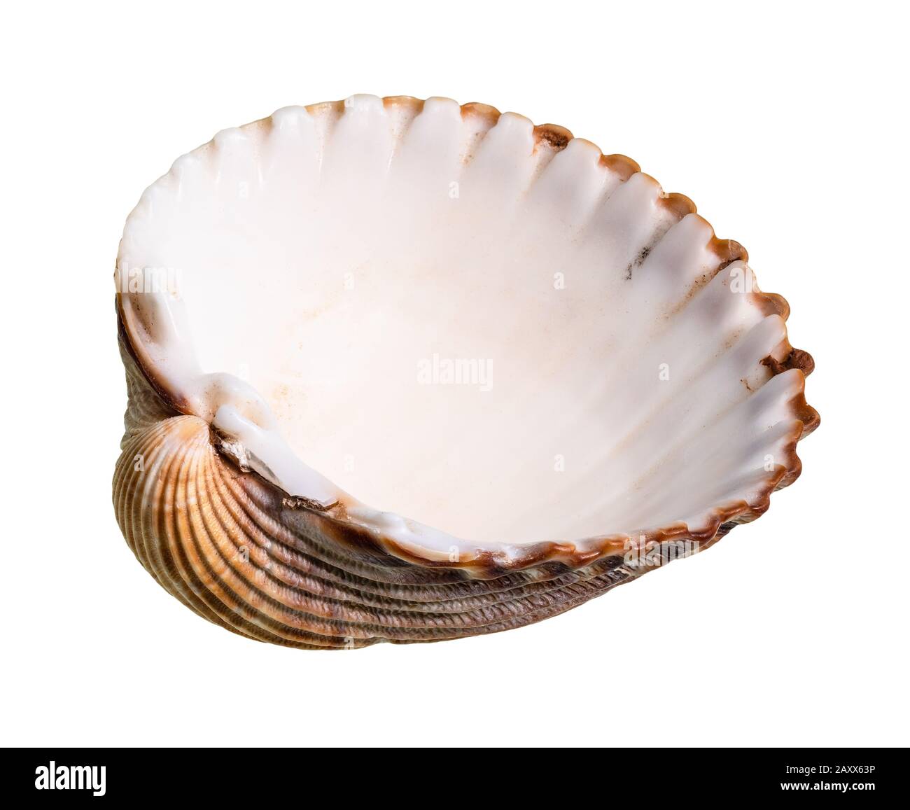 Shellfish inside round conch brown hi-res stock photography and images ...