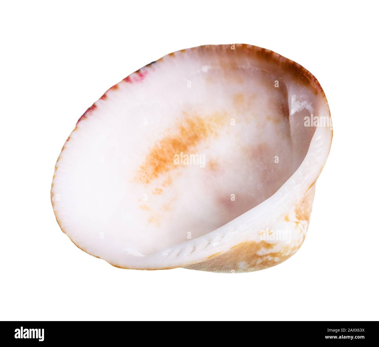 dried empty shell of clam cutout on white background Stock Photo - Alamy