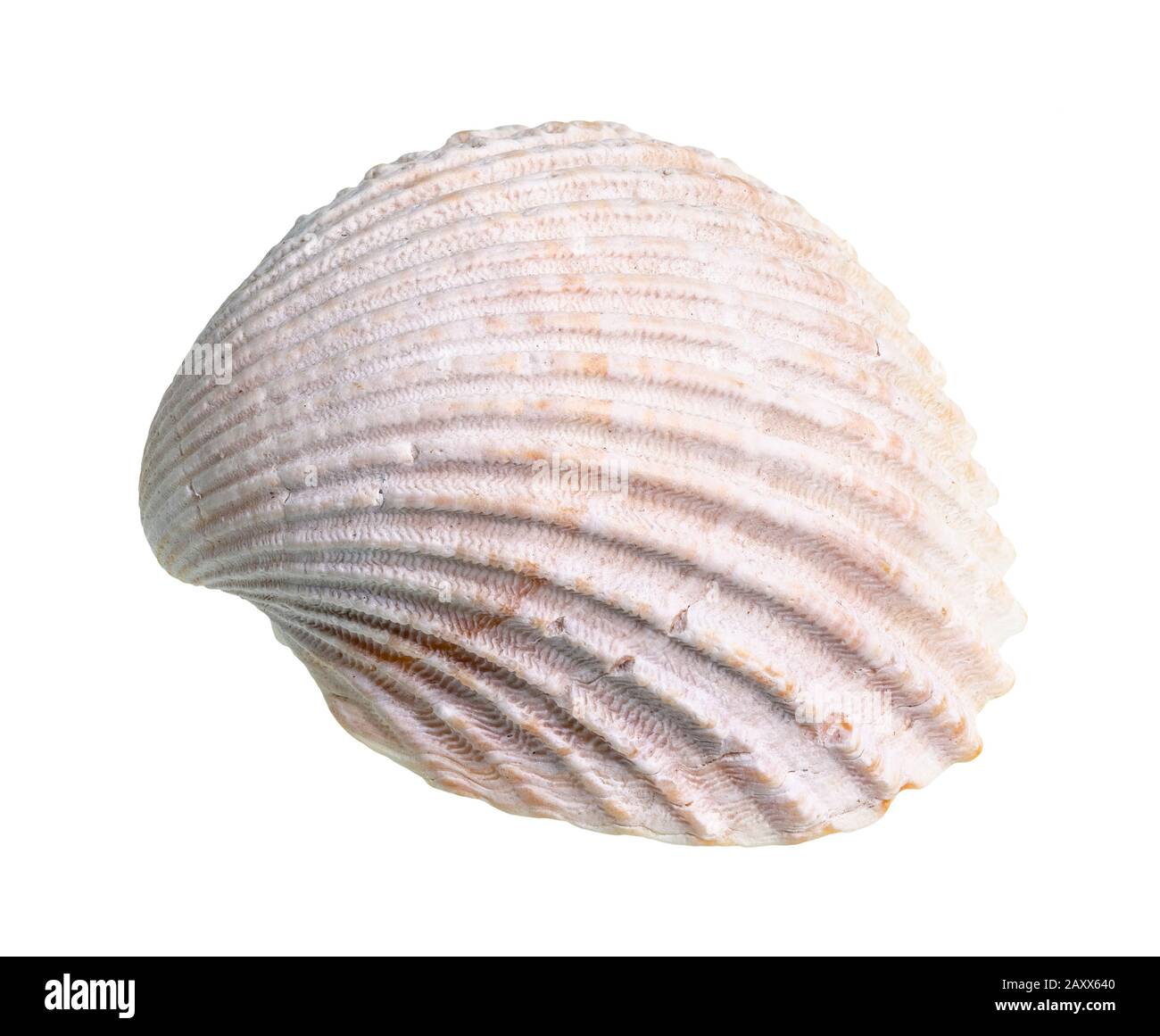 dried pink shell of cockle cutout on white background Stock Photo - Alamy