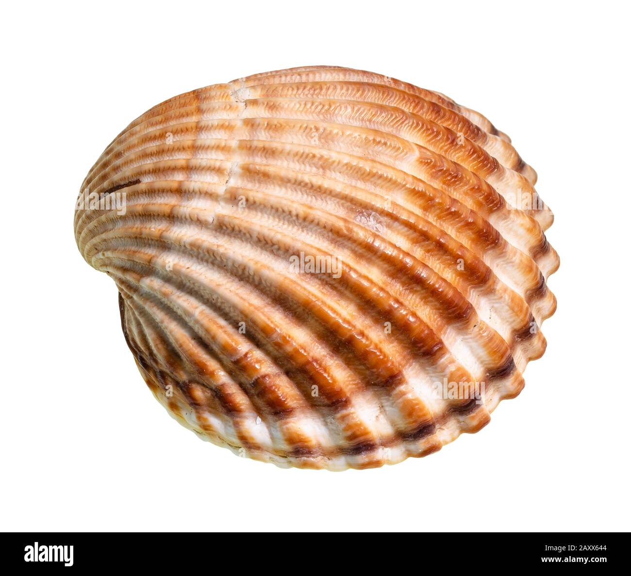 Brown Seashell High Resolution Stock Photography and Images - Alamy