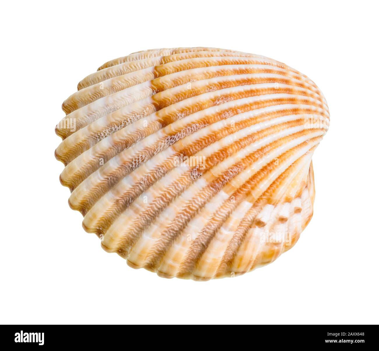dried shell of cockle cutout on white background Stock Photo - Alamy