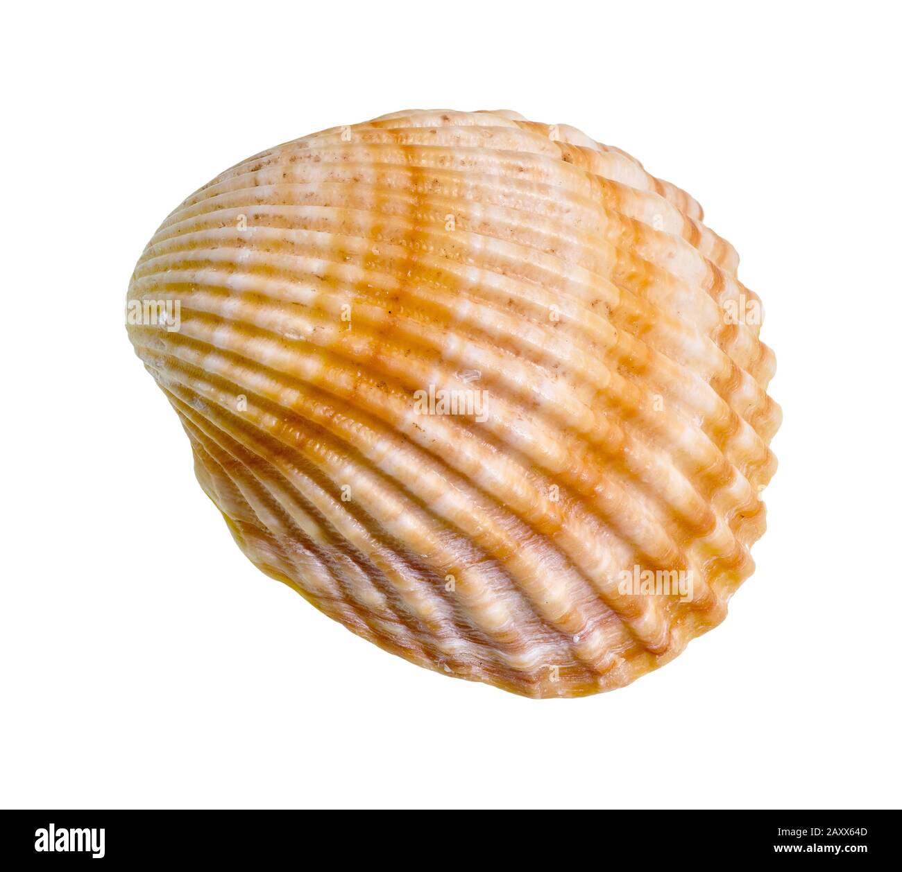 dried yellow shell of cockle cutout on white background Stock Photo - Alamy