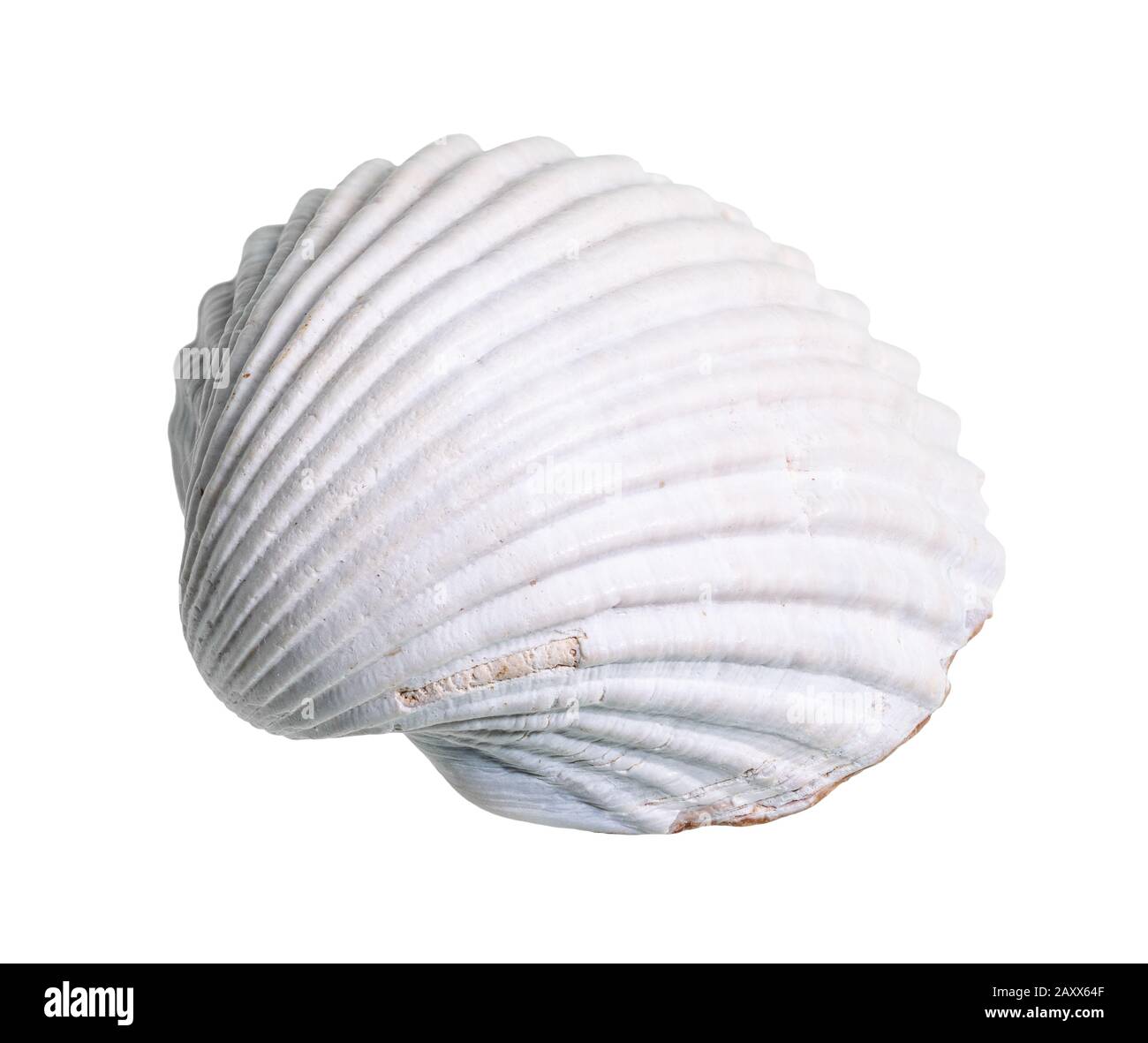 dried white shell of cockle cutout on white background Stock Photo - Alamy