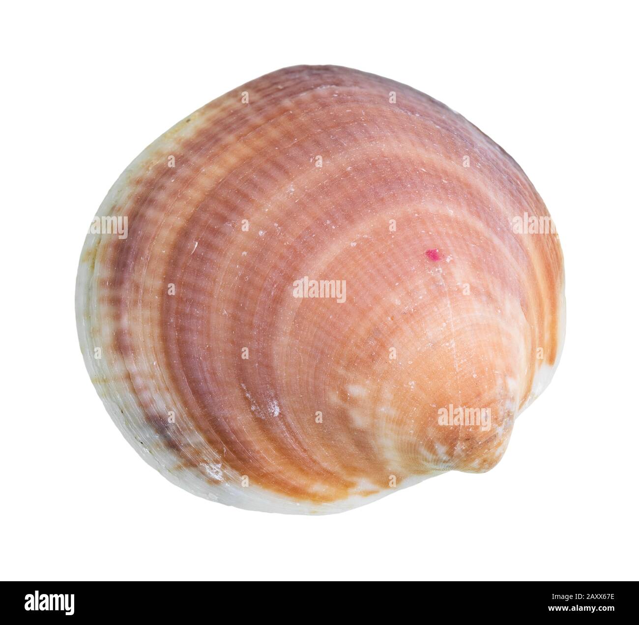 dried red brown shell of clam cutout on white background Stock Photo ...