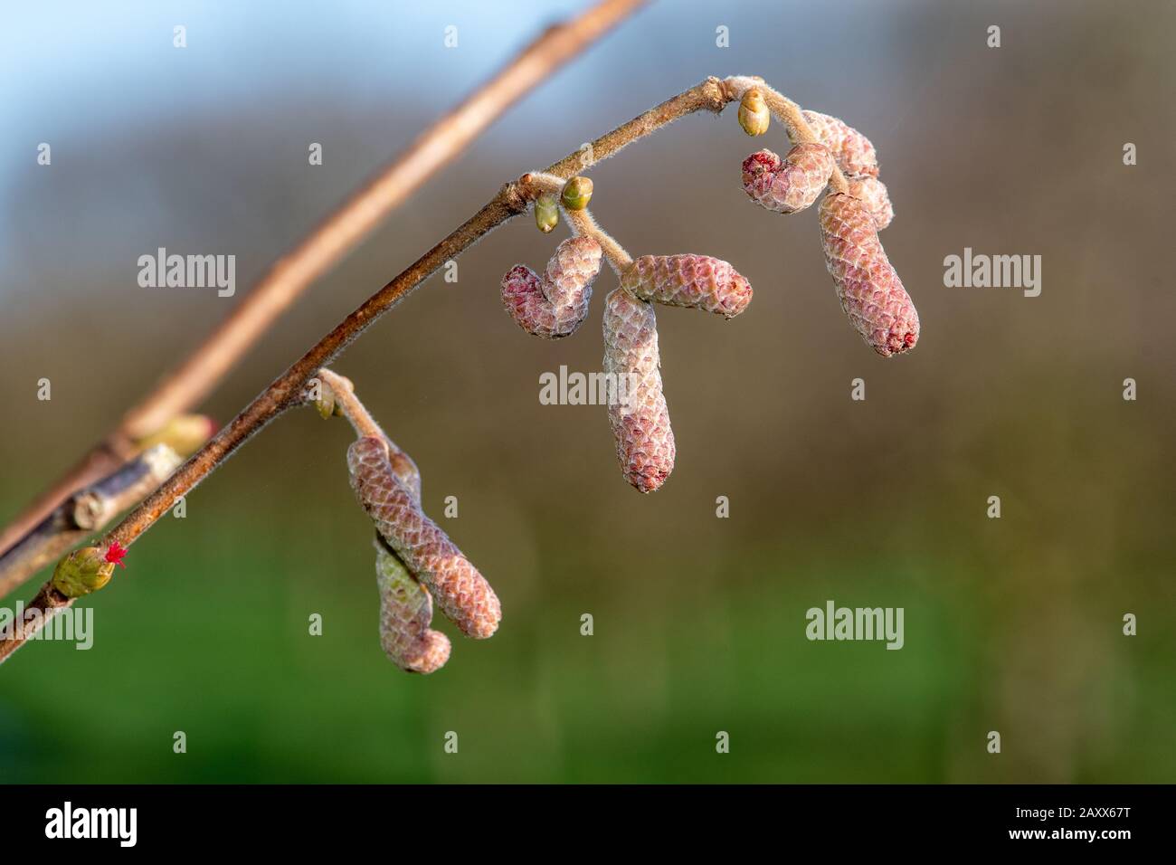 Red catkins hi-res stock photography and images - Alamy