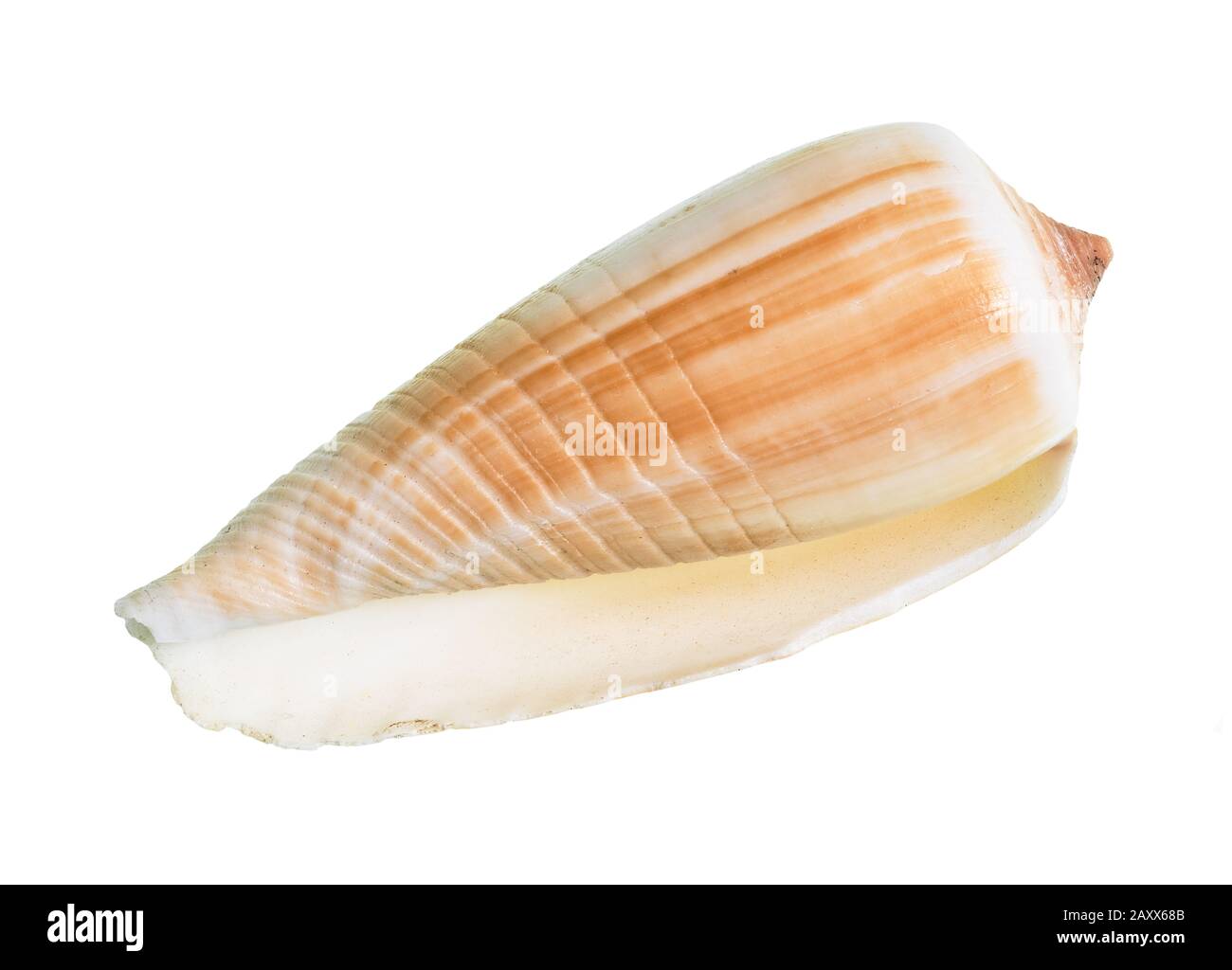 Conidae hi-res stock photography and images - Alamy