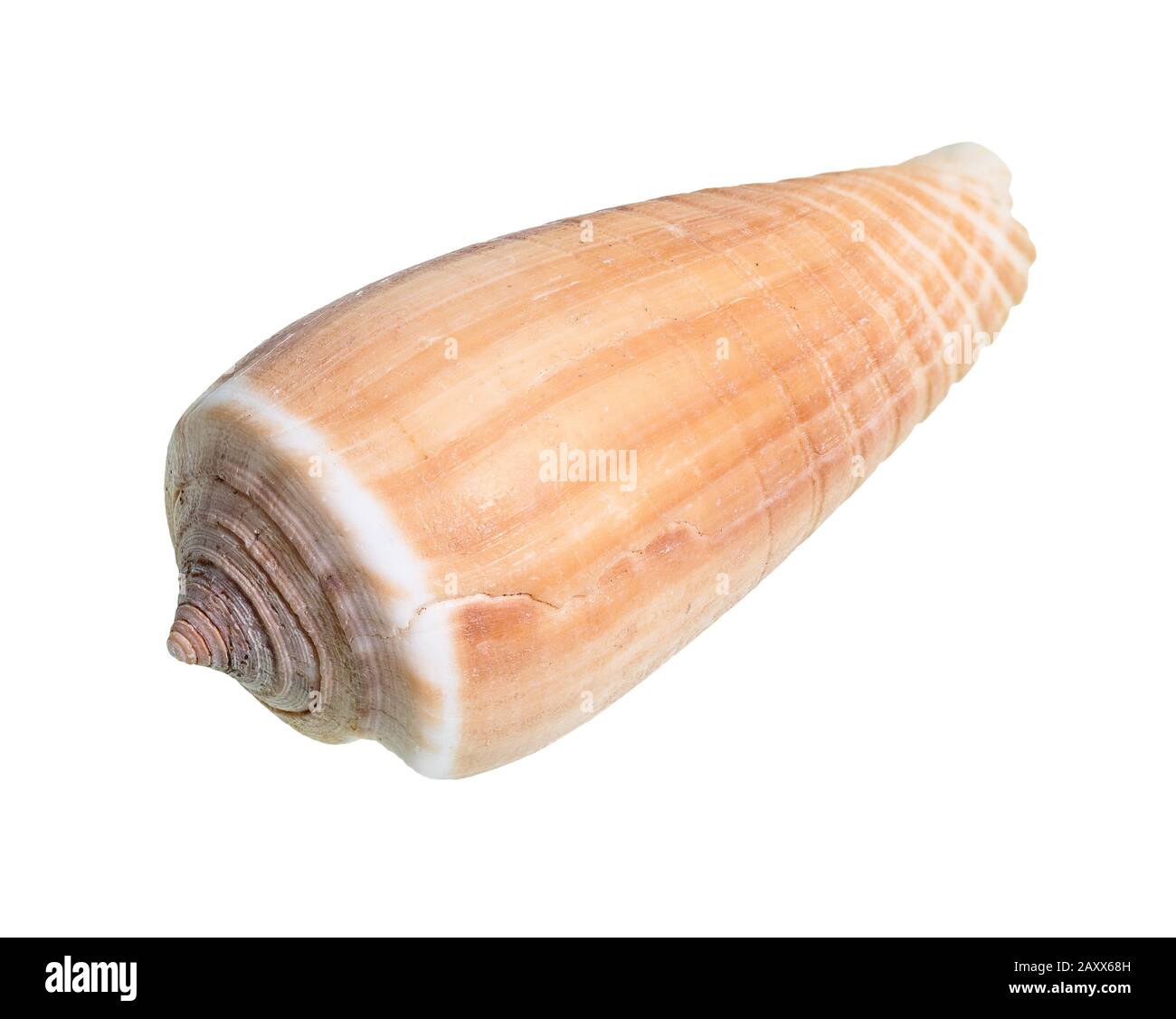 Conidae hi-res stock photography and images - Alamy