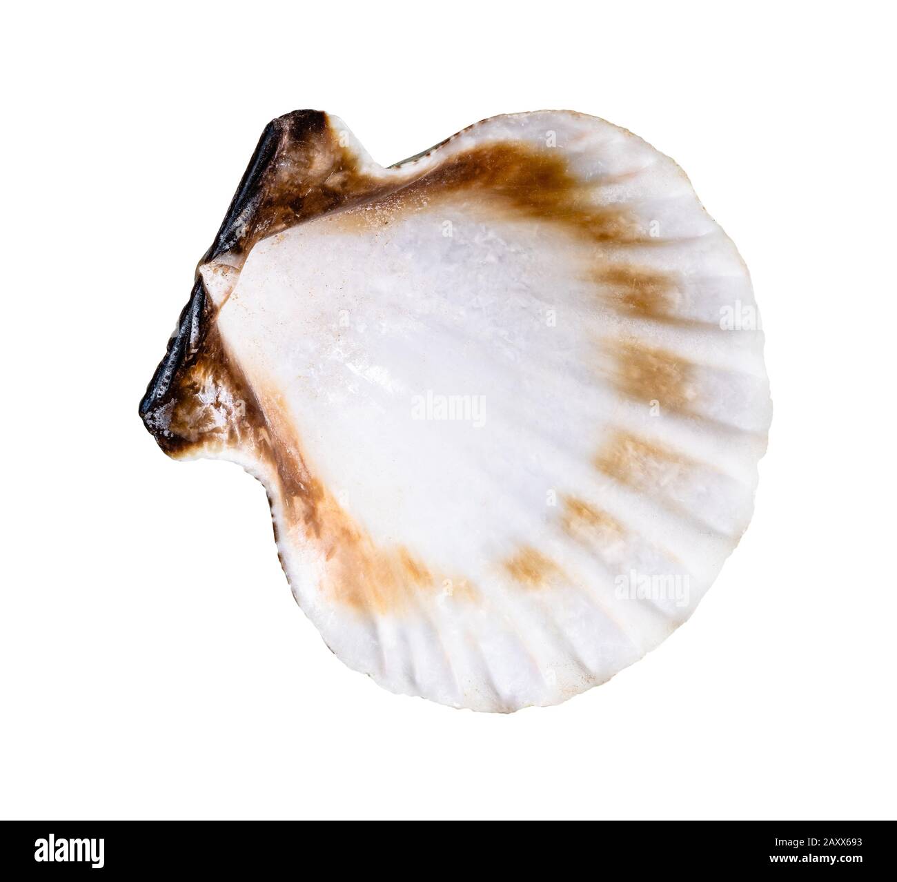dried empty shell of scallop cutout on white background Stock Photo - Alamy