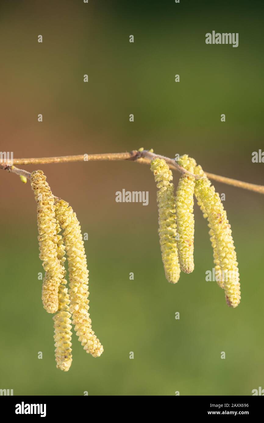 Mature male catkins on a Hazel tree (corylus avellana Stock Photo - Alamy