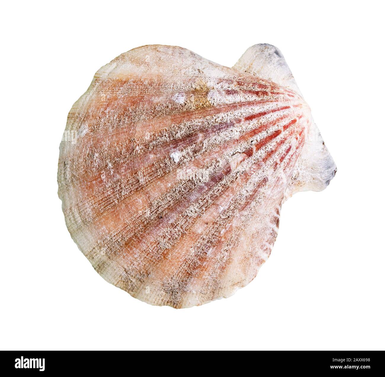 dried shell of scallop cutout on white background Stock Photo - Alamy