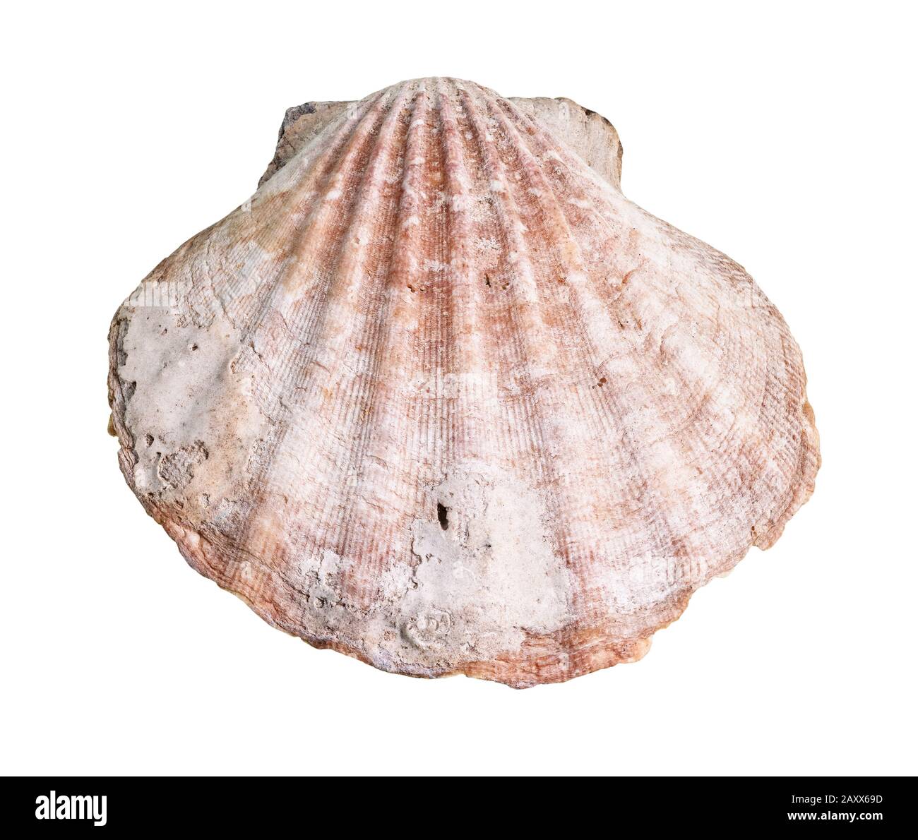 dried pink shell of scallop cutout on white background Stock Photo - Alamy