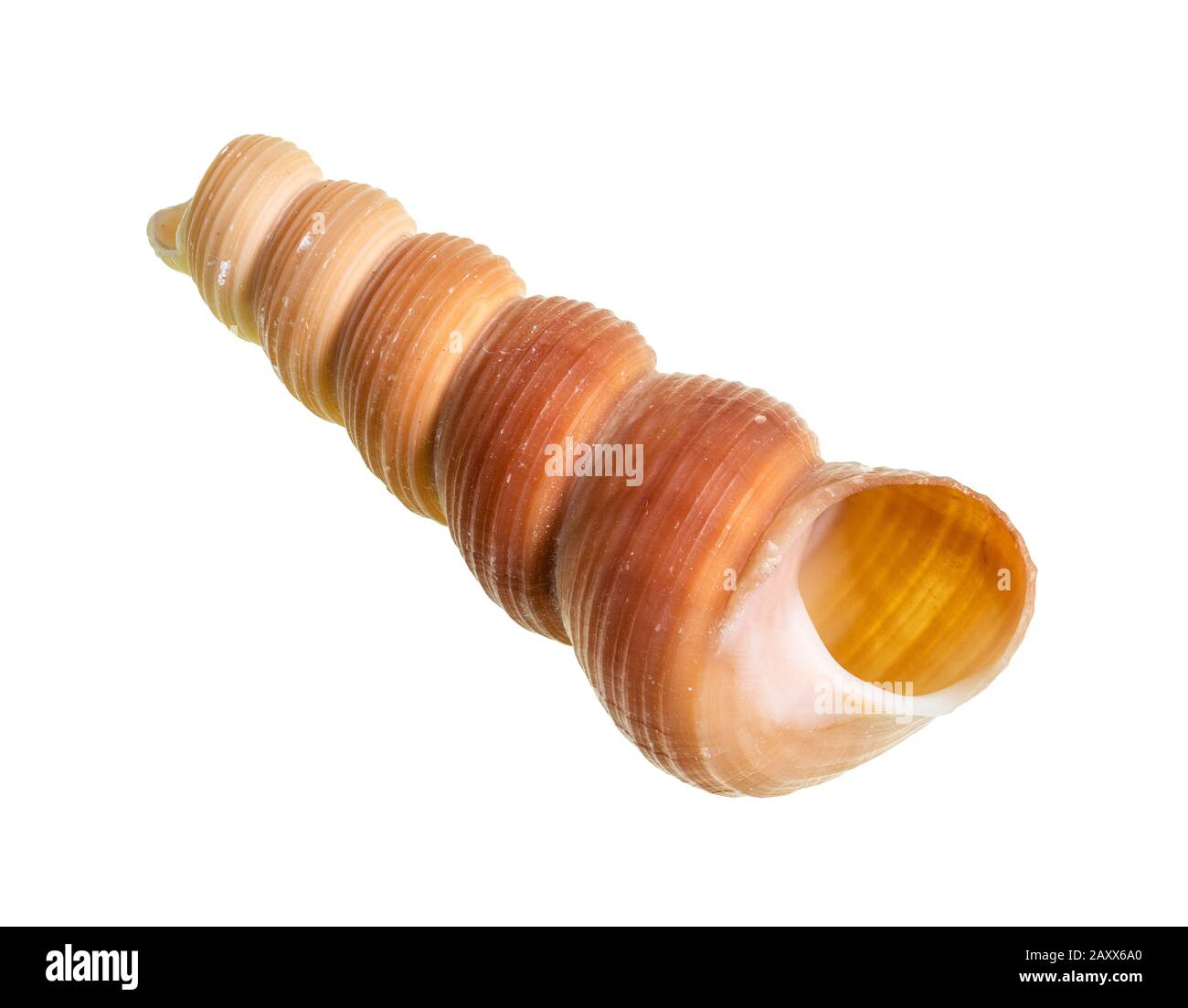 dried empty shell of tower snail cutout on white background Stock Photo ...
