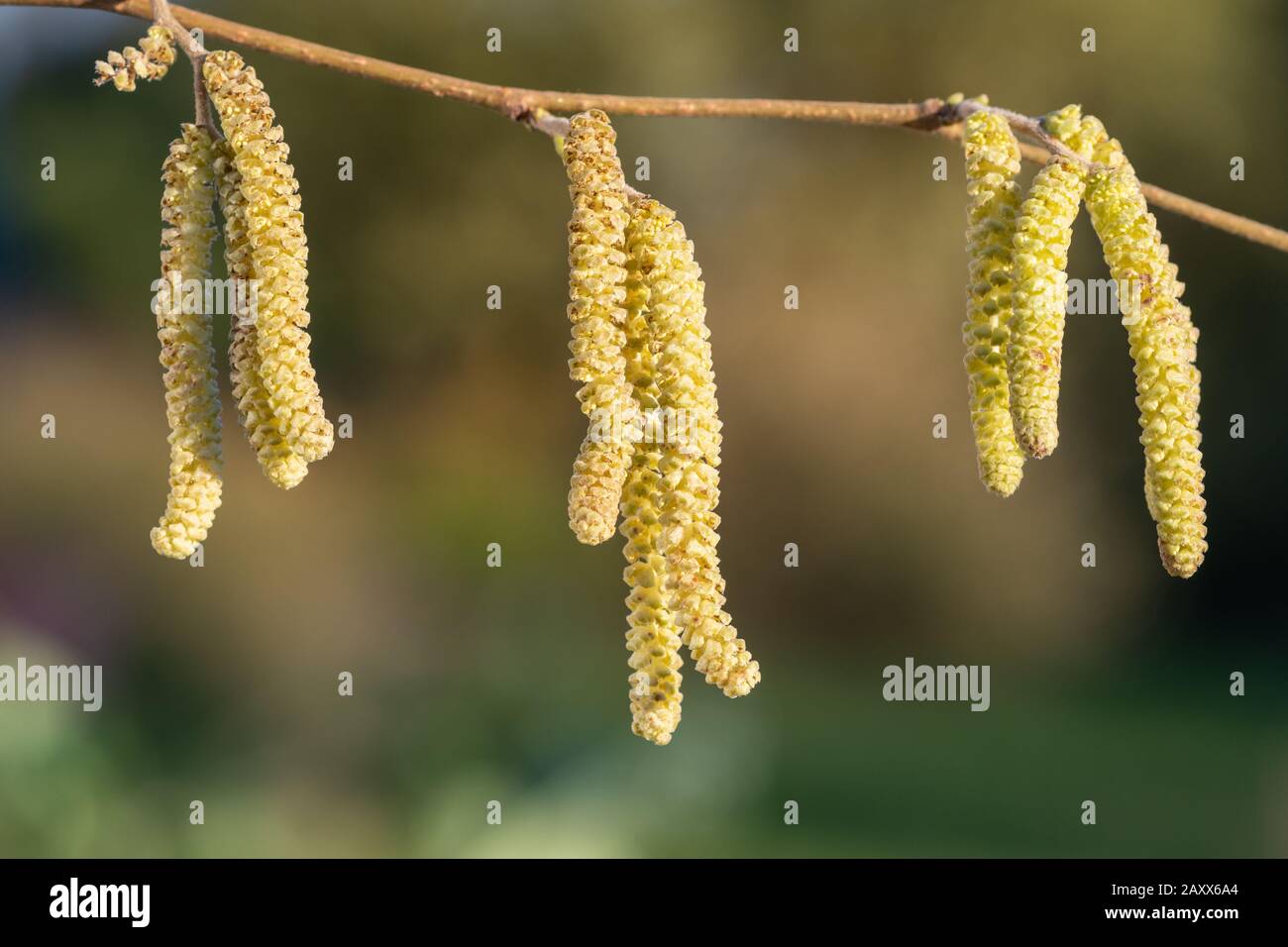 Mature male catkins on a Hazel tree (corylus avellana Stock Photo - Alamy