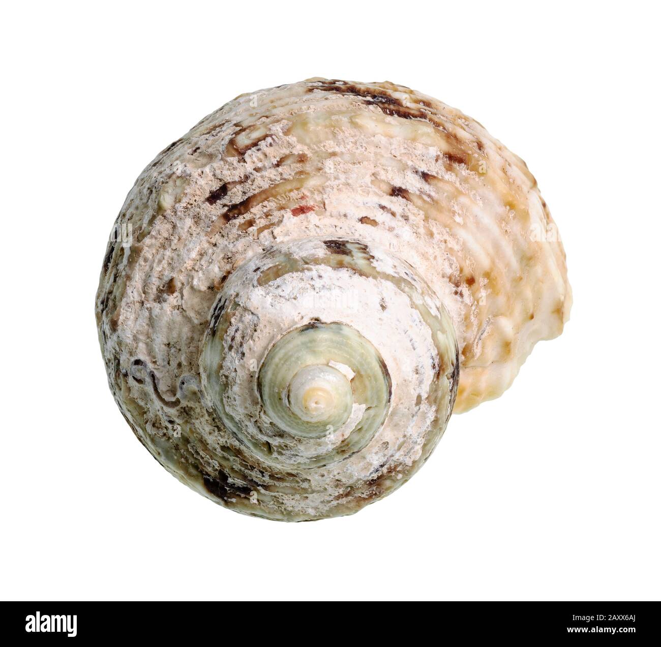 dried conch of whelk mollusk cutout on white background Stock Photo - Alamy