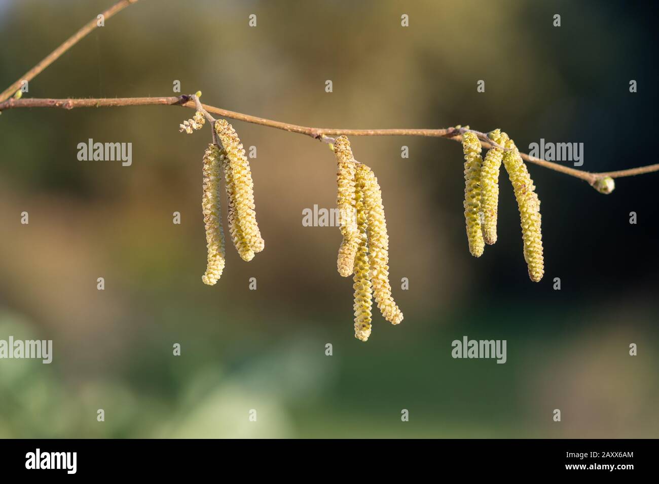 Mature male catkins on a Hazel tree (corylus avellana Stock Photo - Alamy