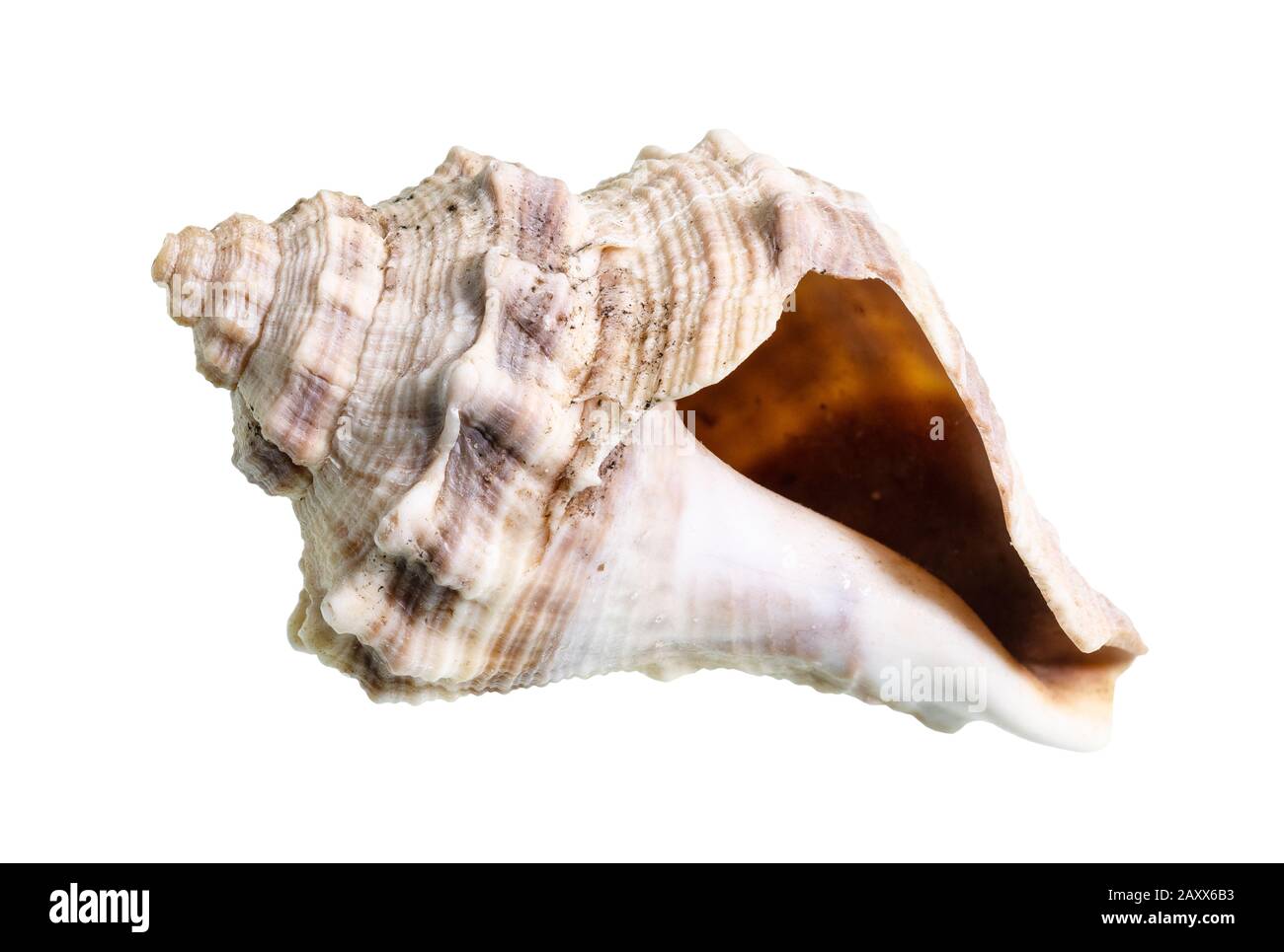 dried empty shell of whelk mollusk cutout on white background Stock ...