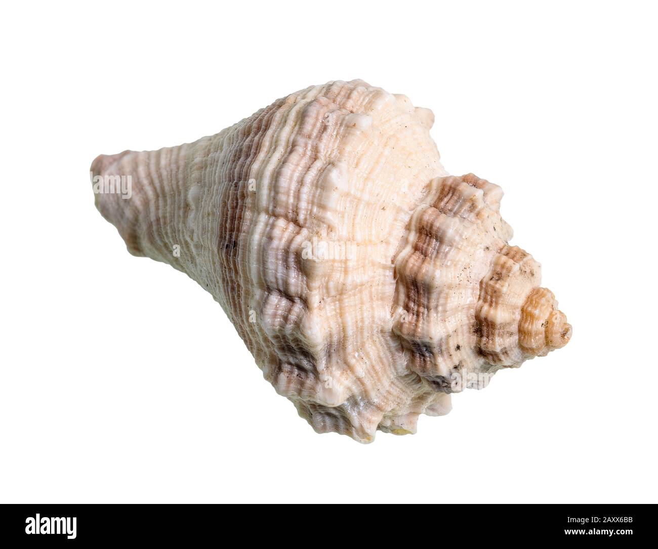dried shell of whelk mollusk cutout on white background Stock Photo - Alamy
