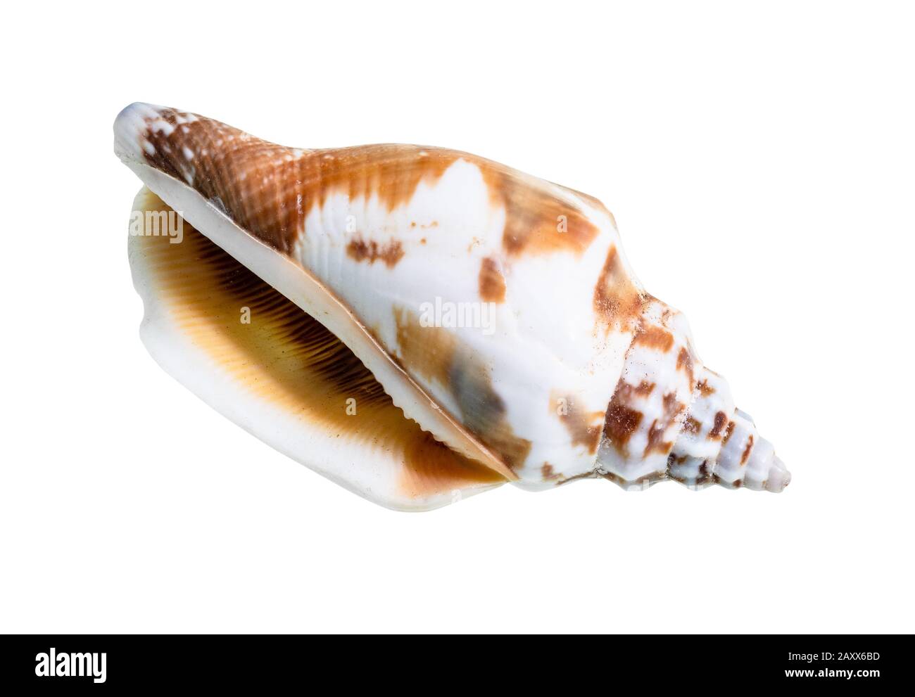 dried empty shell of whelk mollusc cutout on white background Stock ...
