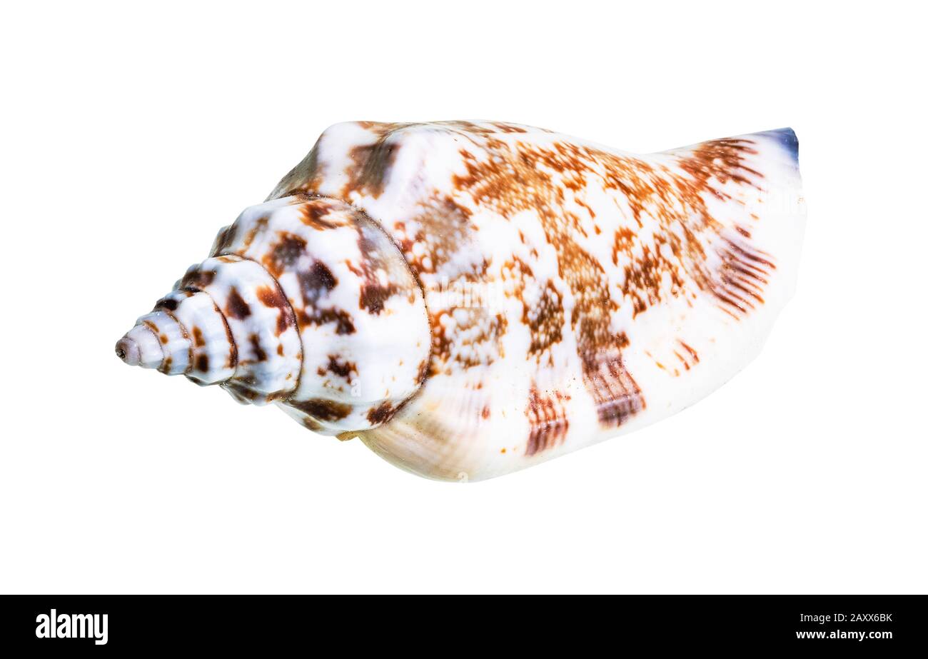 dried shell of whelk mollusc cutout on white background Stock Photo - Alamy