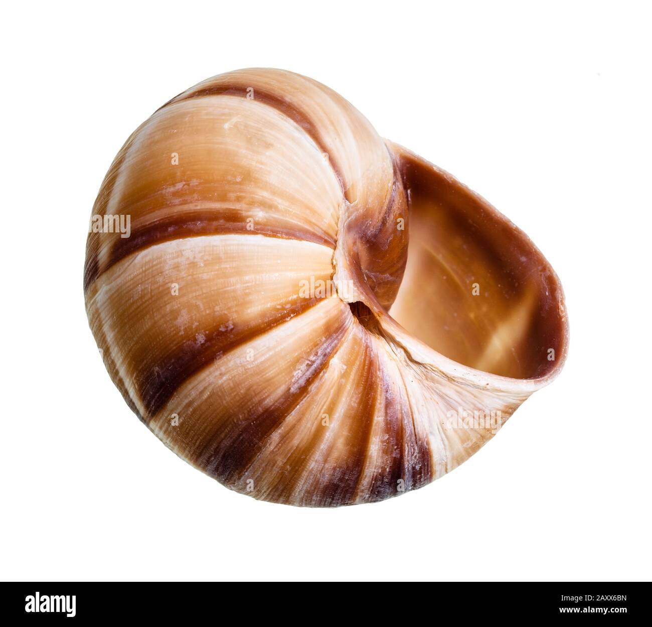 dried empty shell of edible snail cutout on white background Stock ...