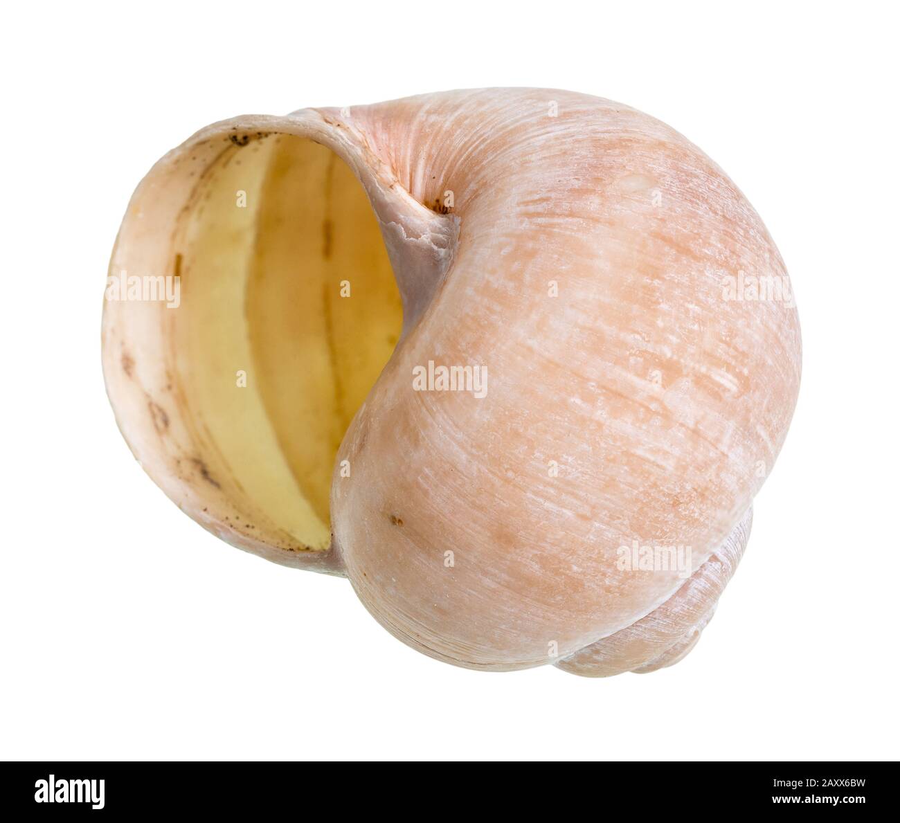 dried empty shell of land snail cutout on white background Stock Photo ...