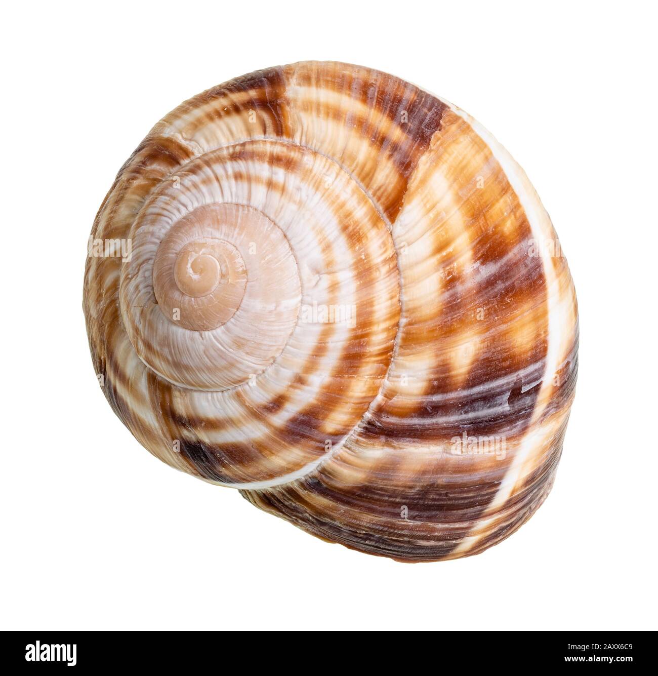 single dried shell of burgundy snail cutout on white background Stock ...
