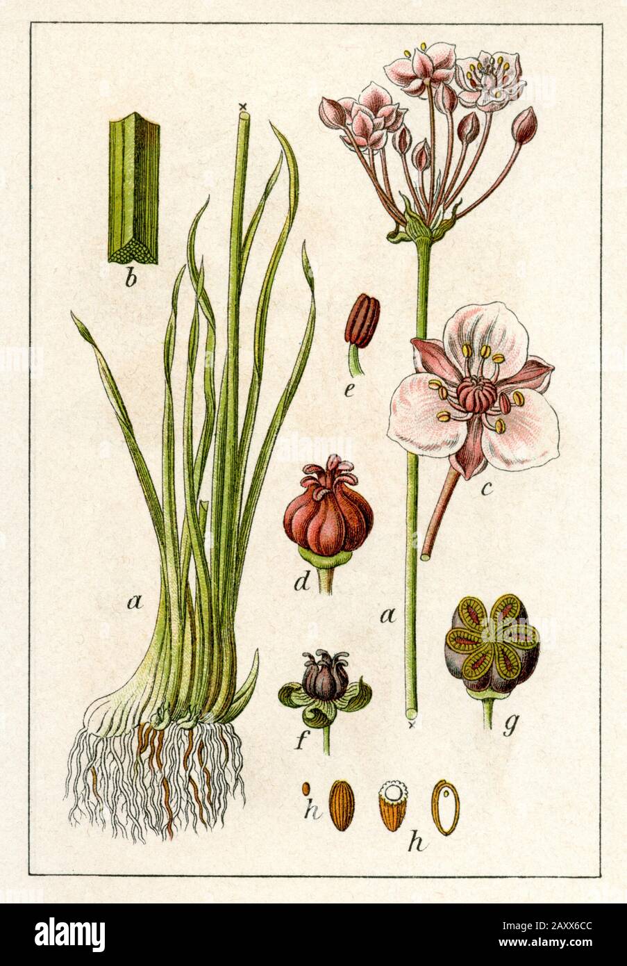flowering rush Butomus umbellatus, (botany book, 1905 Stock Photo - Alamy