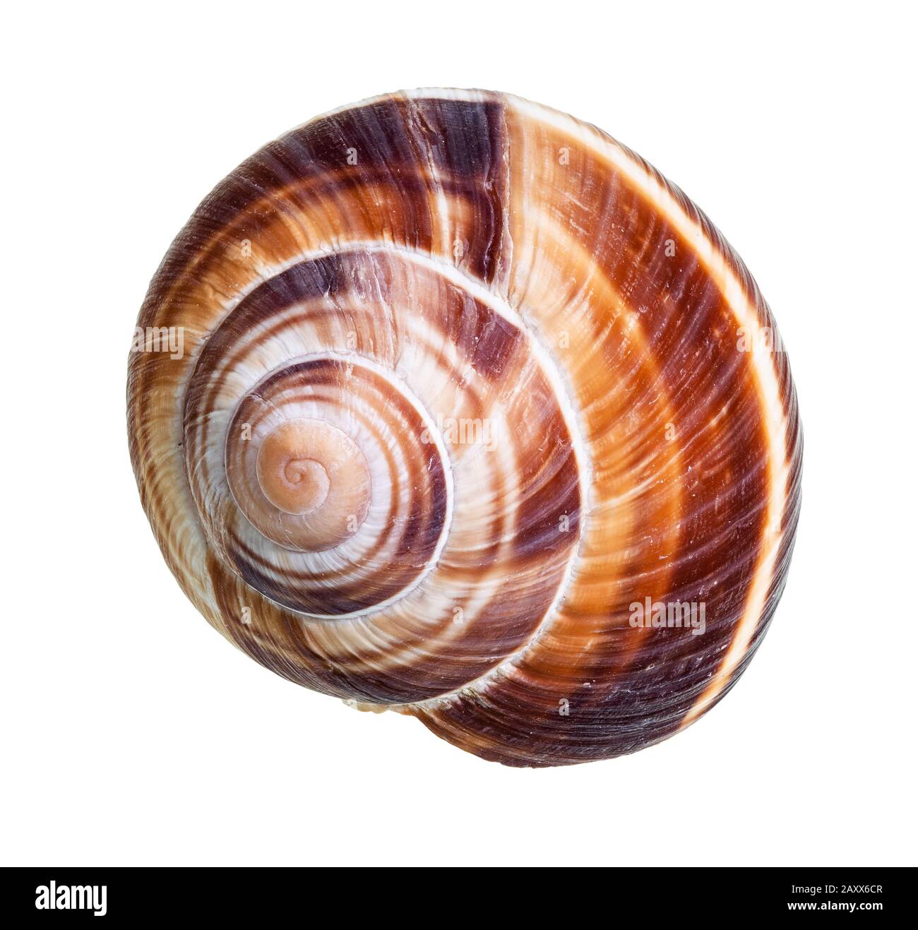single dried shell of edible snail cutout on white background Stock ...
