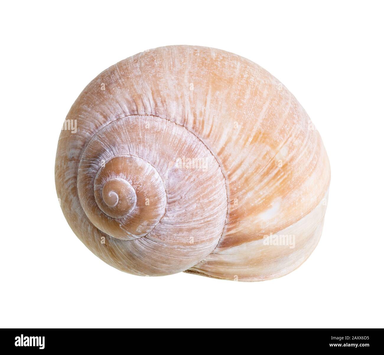 dried shell of land snail cutout on white background Stock Photo - Alamy