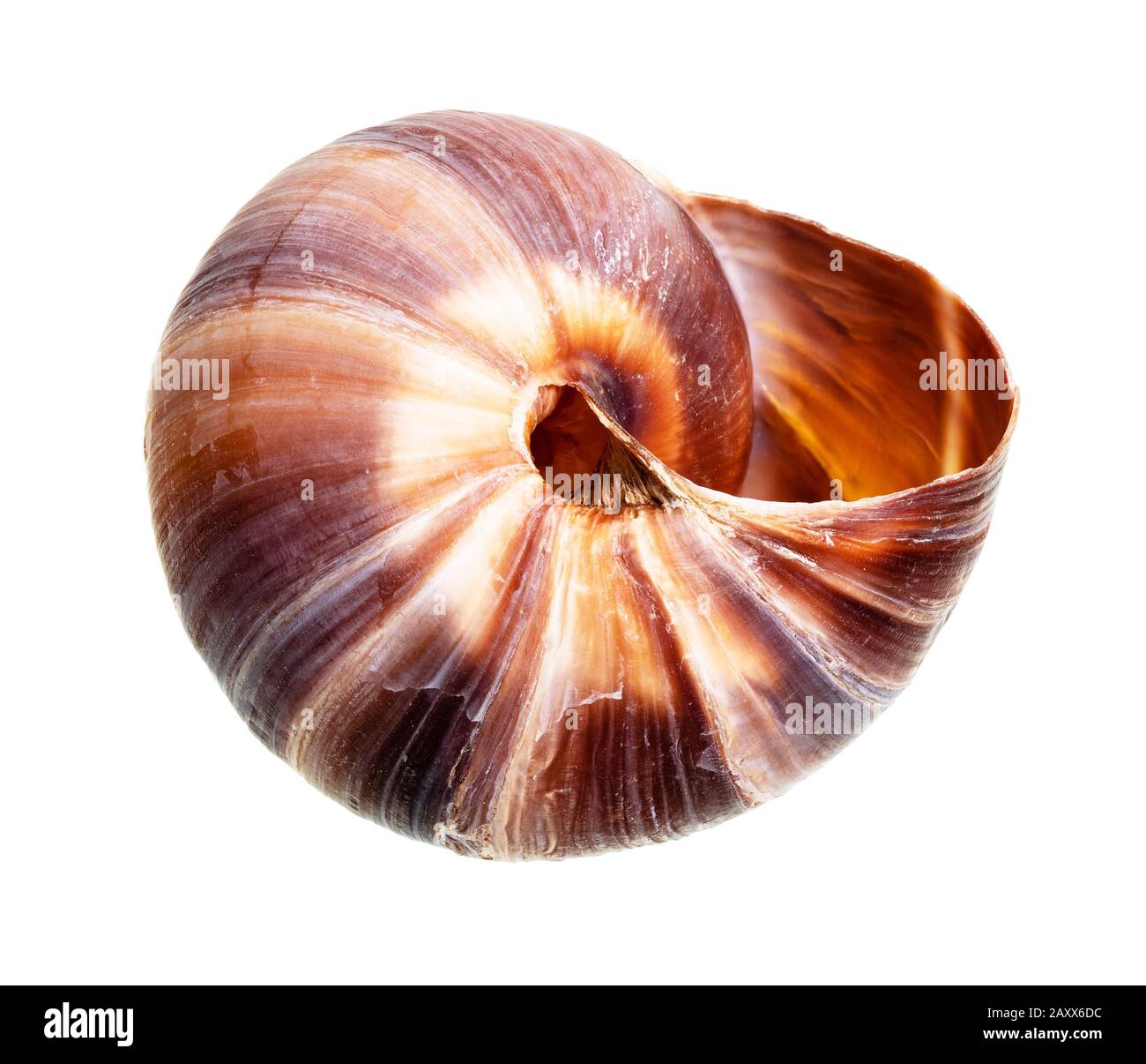 dried empty shell of roman snail cutout on white background Stock Photo ...