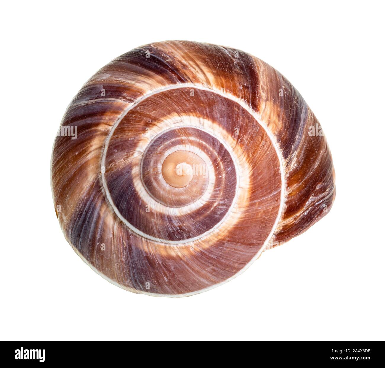 dried shell of roman snail cutout on white background Stock Photo - Alamy