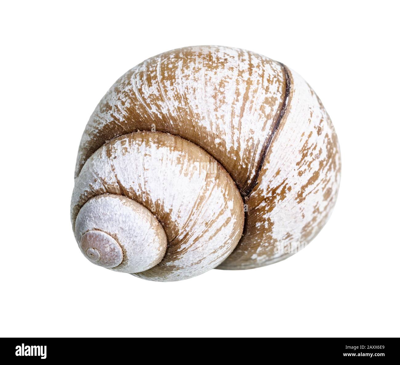 single dried shell of snail cutout on white background Stock Photo - Alamy