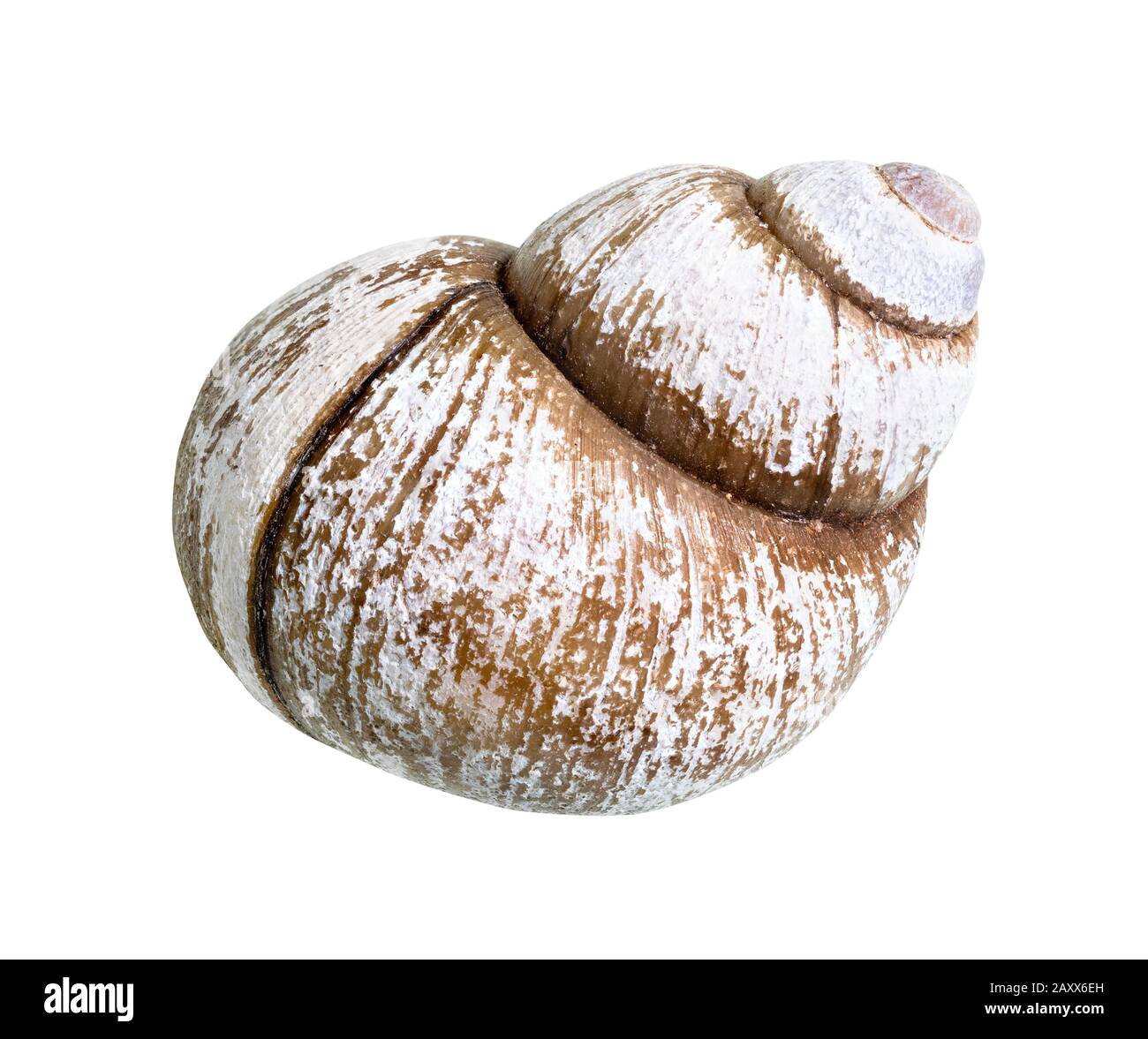 dried shell of snail cutout on white background Stock Photo - Alamy