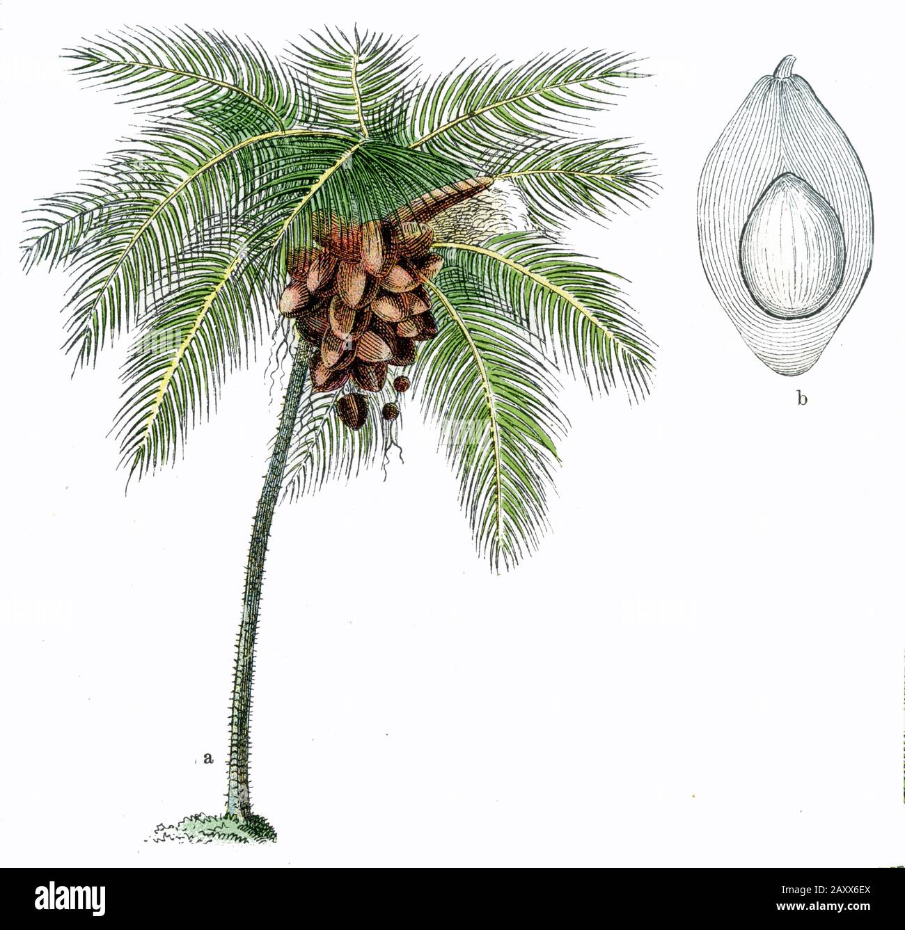 Coconut palm Cocos nucifera, (botany book, 1909 Stock Photo - Alamy