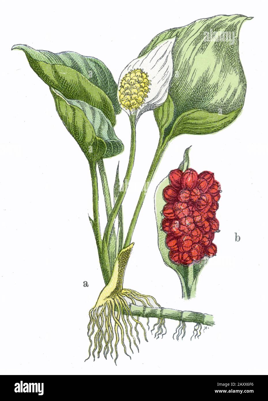 bog arum Calla palustris, (botany book, 1909 Stock Photo - Alamy