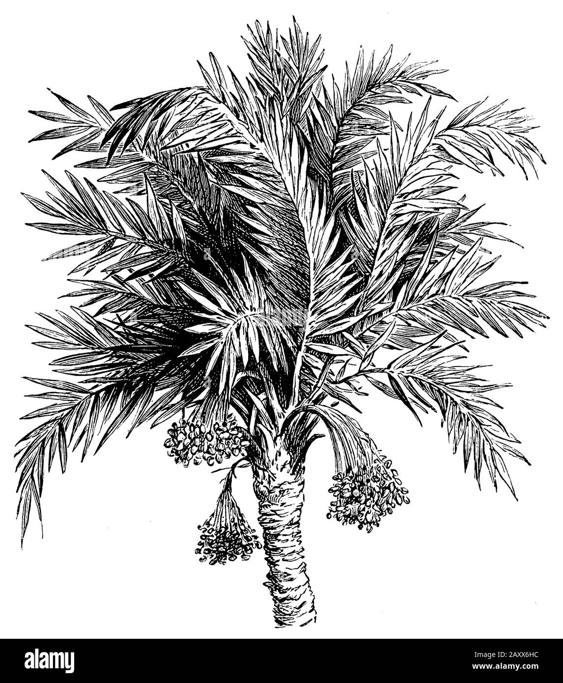 Phoenix wood engraving hi-res stock photography and images - Alamy