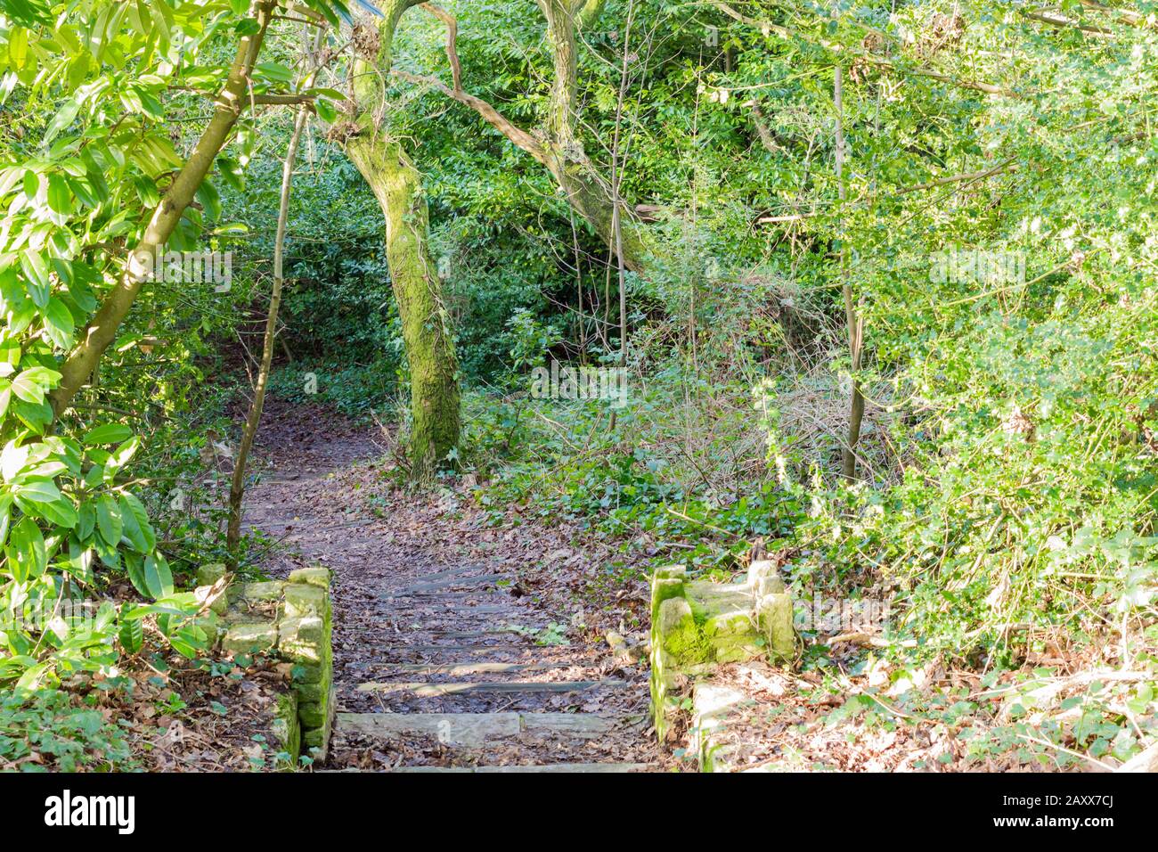 Pathway through woodland, Dorset, United Kingdom Stock Photo - Alamy