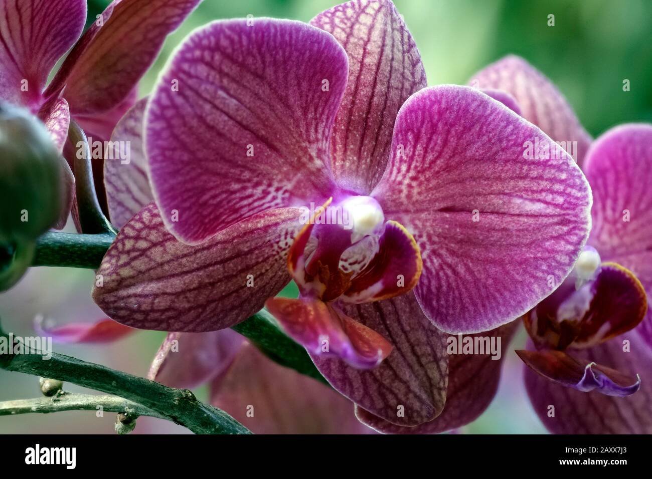 Photograph of flowers hi-res stock photography and images - Alamy