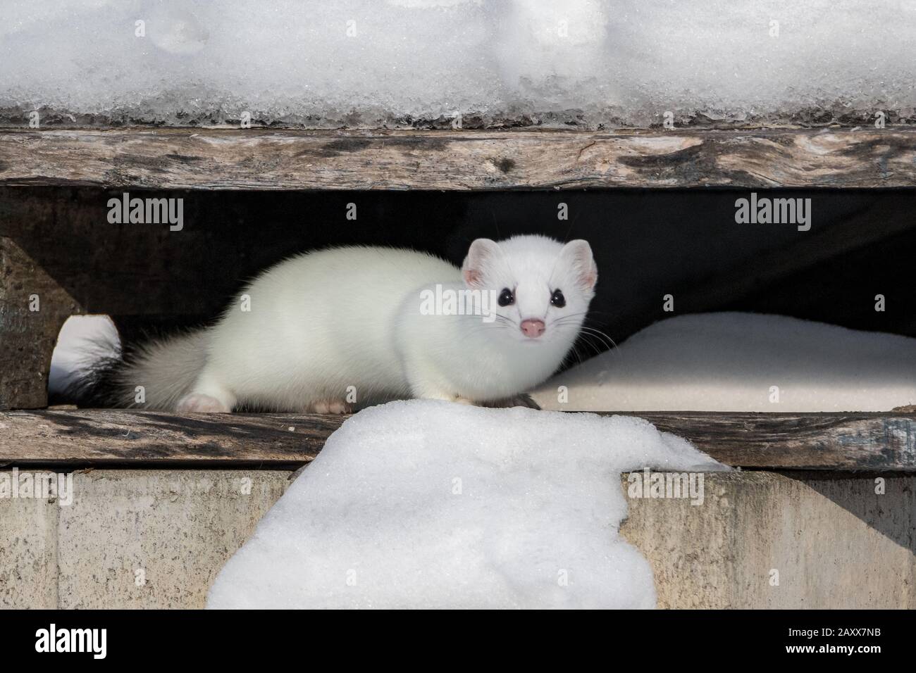 White stoat in its winter hideout Stock Photo - Alamy