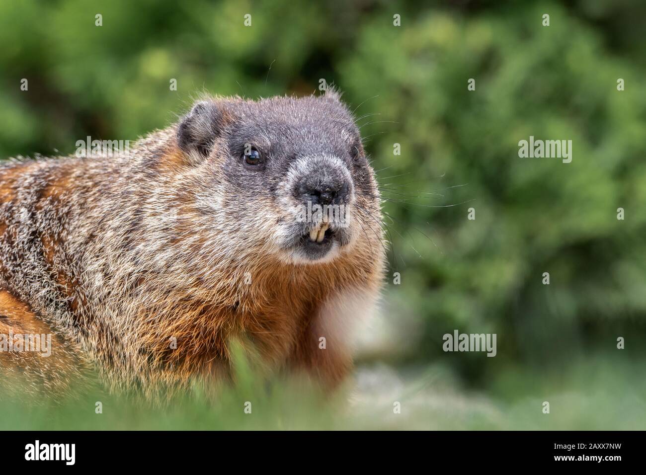 Extreme close up portrait of groundhog showing teeth whiskers and hair ...