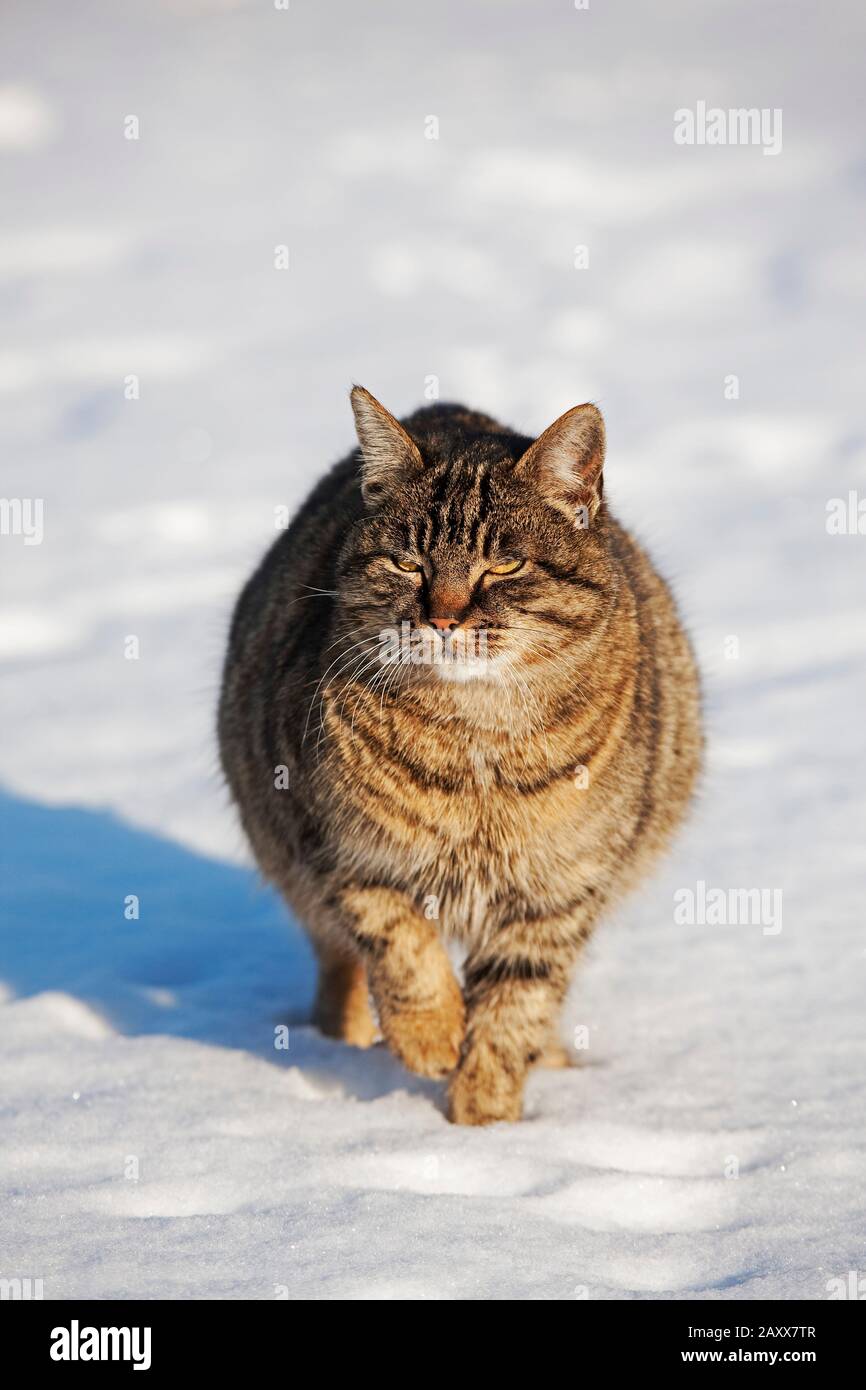 Tabby cat walking cut hi-res stock photography and images - Alamy