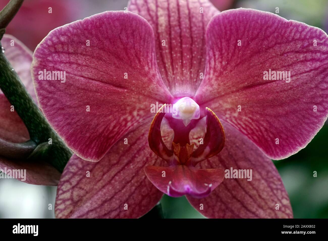 Close-up of the real blooming flower - orchid phalaenopsis Stock Photo ...