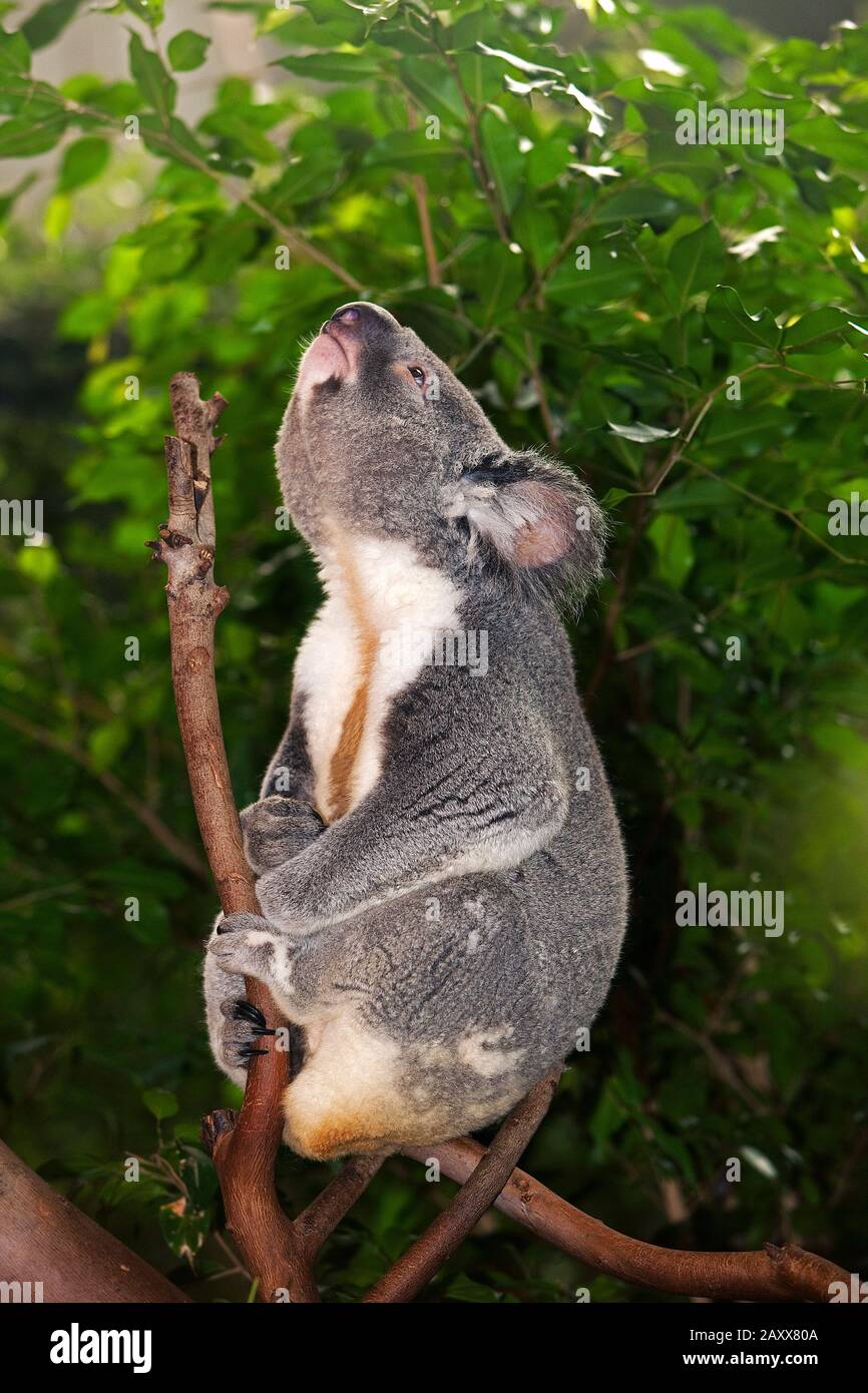 Koala crying hi-res stock photography and images - Alamy